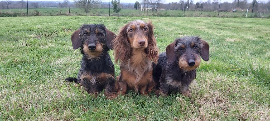 Accueil - Elevage Du Domaine D'ohcumgache - eleveur de chiens Teckel ...
